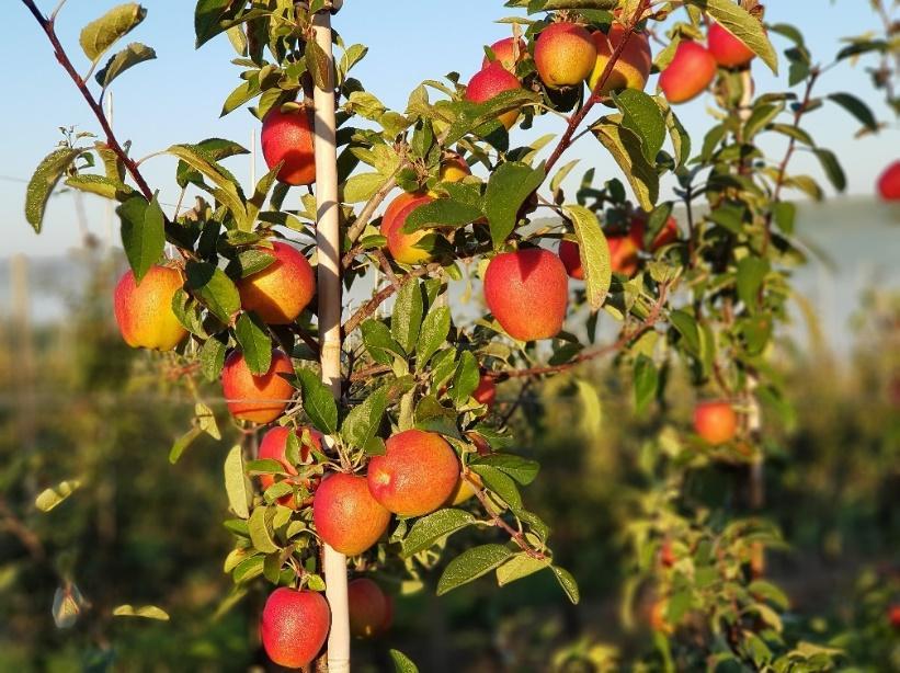 JAZZ™ Starts Season With ‘UK’s Tastiest Apple’ Triumph - JAZZ Apple UK