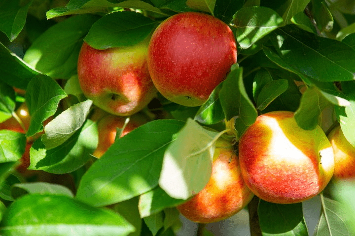 UK JAZZ™ Apple Season Begins! - JAZZ Apple UK