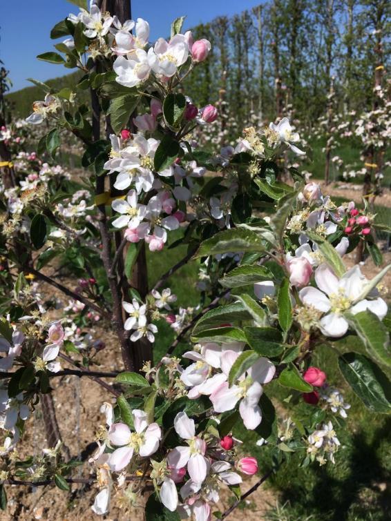 British JAZZ™ Apples Reach Fruitlet Stage - JAZZ Apple UK