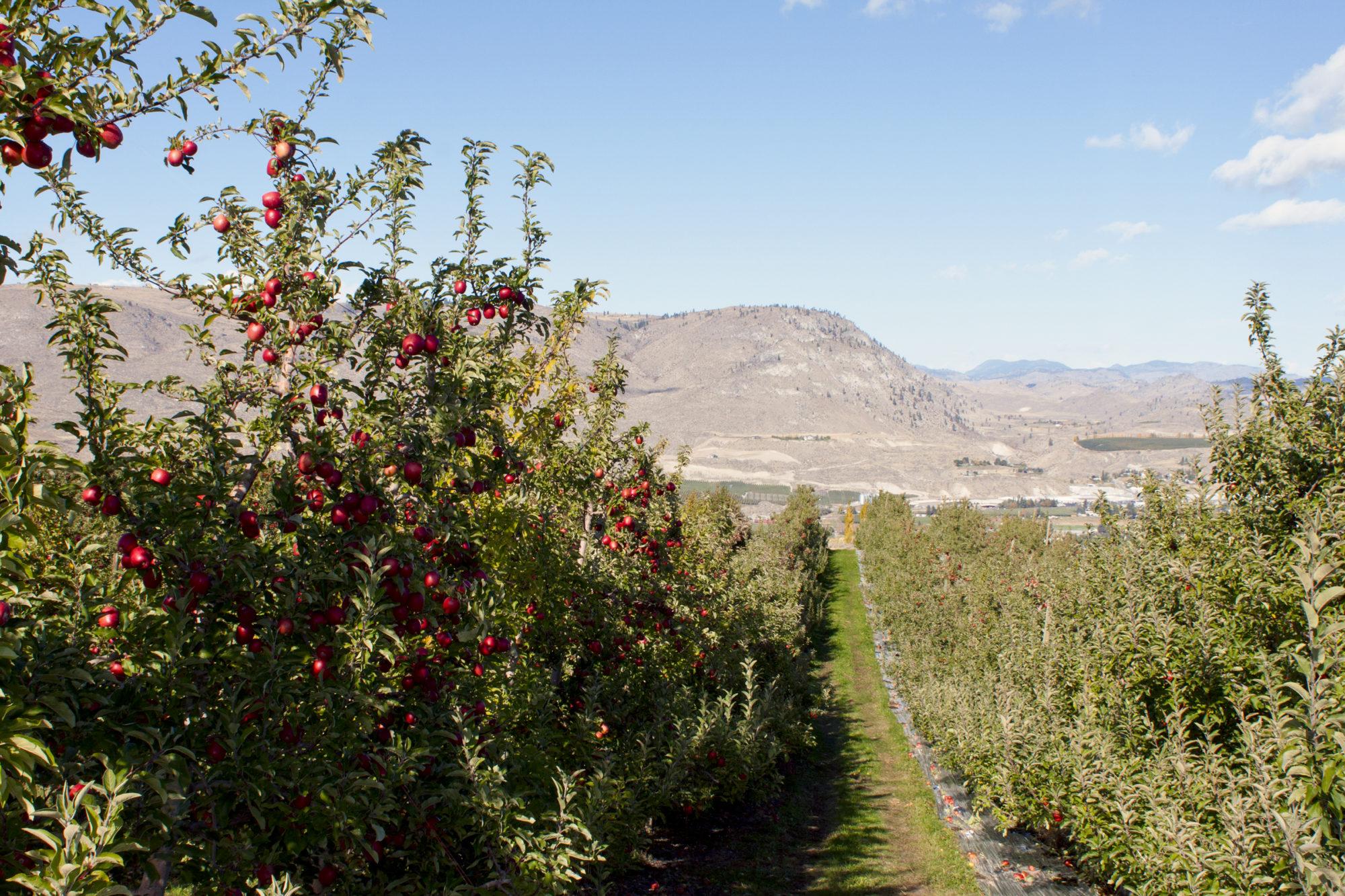 Honor Your Favorite Teacher with JAZZ Apples - JAZZ Apple Global